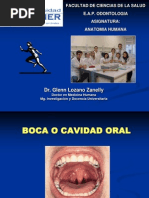 Anatomía y Fisiología de Los Labios. | PDF | Labio | Piel