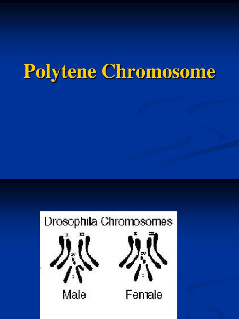 Polytene Chromosome | PDF | Molecular Genetics | Cell Anatomy