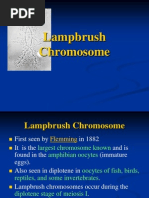 Recombination Models (Holliday Model) | PDF | Dna | Base Pair