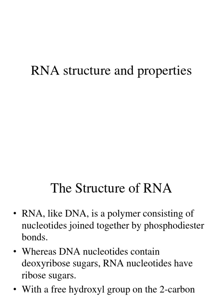 RNA Structure and Property | PDF | Rna | Messenger Rna
