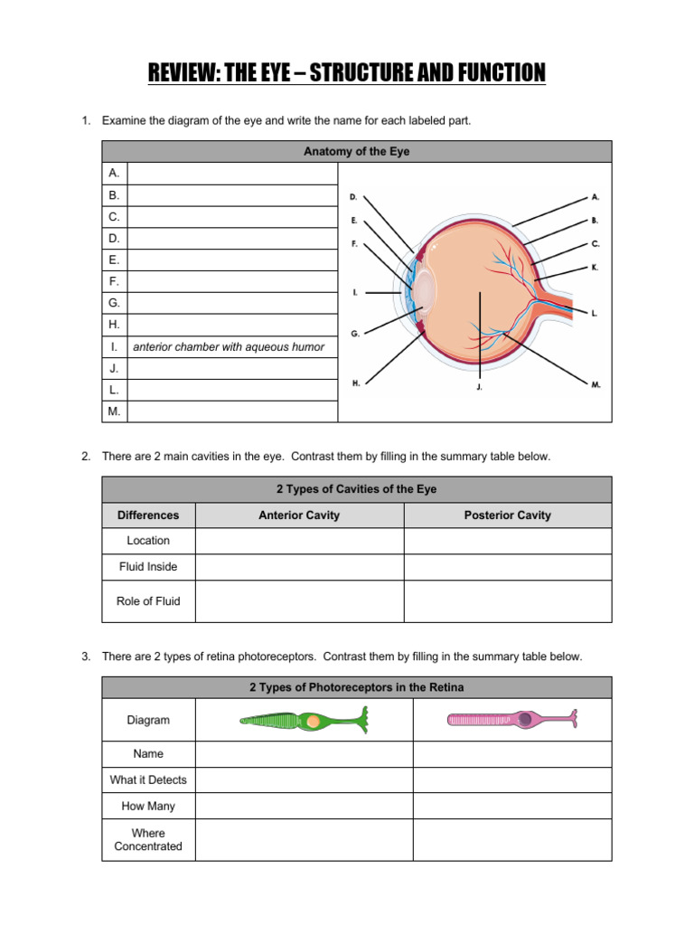 2. Worksheet - Eye Structure and Function | PDF | Eye | Retina