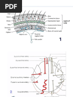 Cervical Lymph Node Mapping Guide | PDF