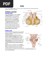 Anatomy and Function of the Pons | PDF | Brainstem | Human Anatomy