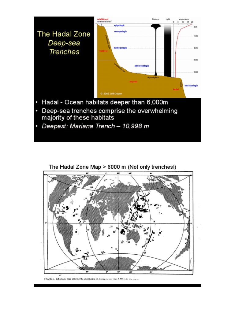 Deep-Sea Trenches: The Hadal Zone | Download Free PDF | Benthic Zone ...