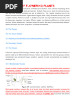 Anatomy of Zea Mays: Structure Overview | PDF | Plant Stem | Maize