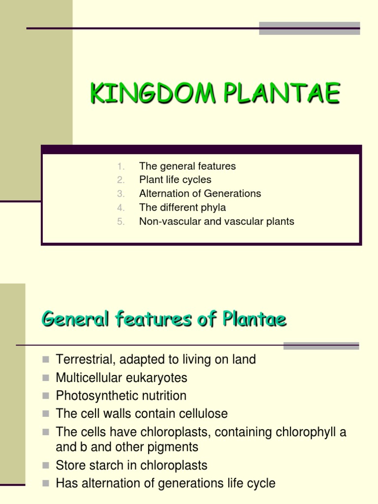 Kingdom Plantae Phylum