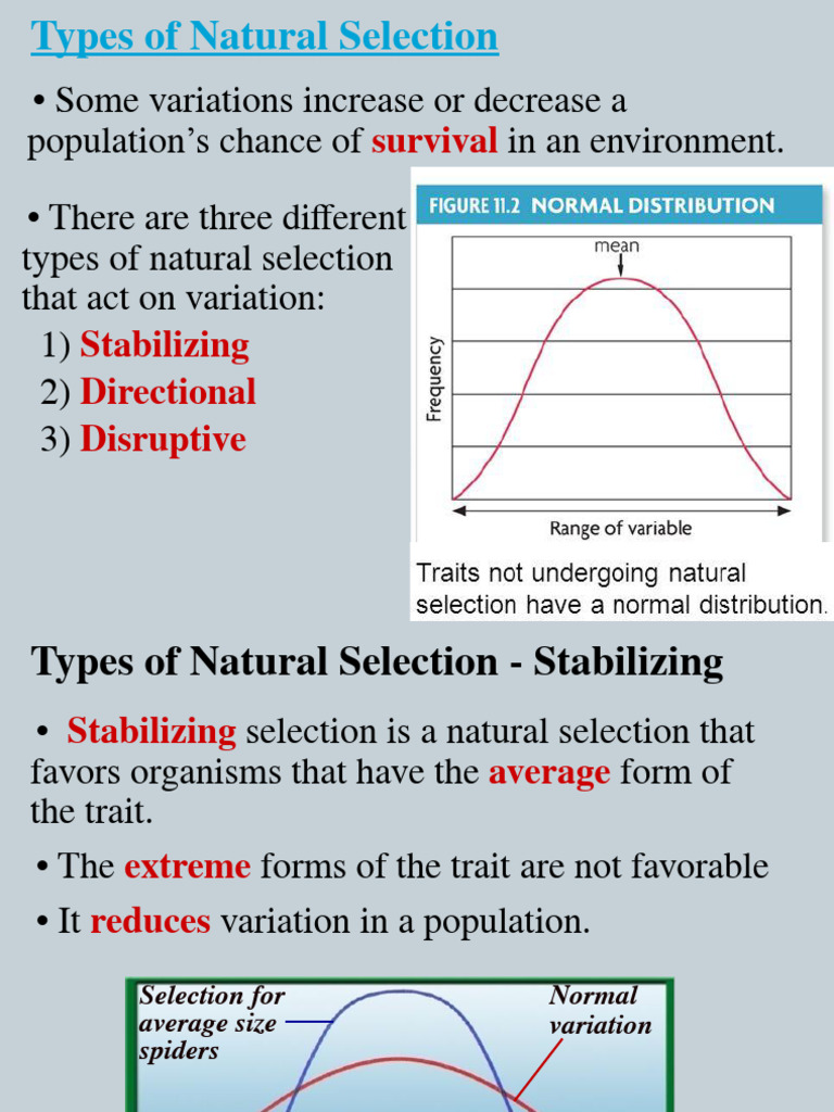 Types of Natural Selection Notes | PDF