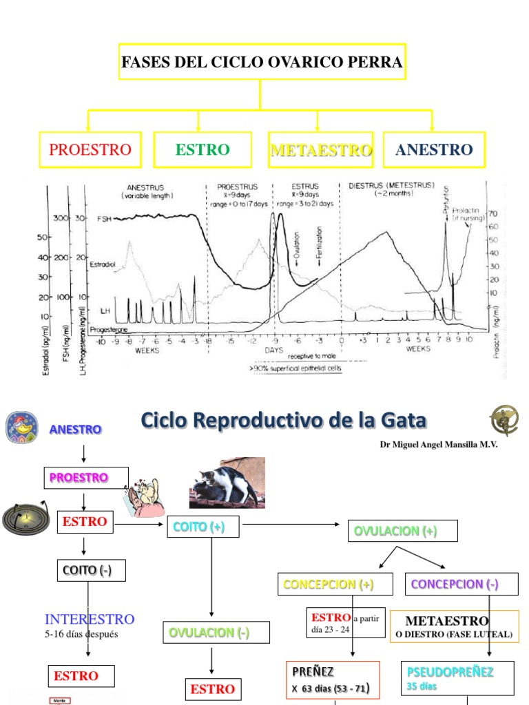 Ciclos Estrales | PDF | Ciencia y matemáticas