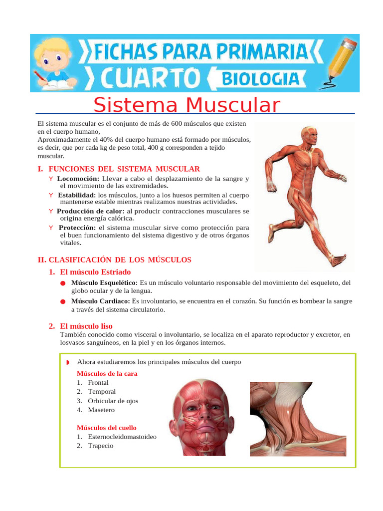 Sistema Muscular Ficha | PDF | Músculo | Anatomía
