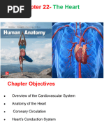 Heart Anatomy | PDF