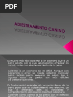 Morfología del perro: Graioides y Occipucio | PDF | Diente | Pastor alemán