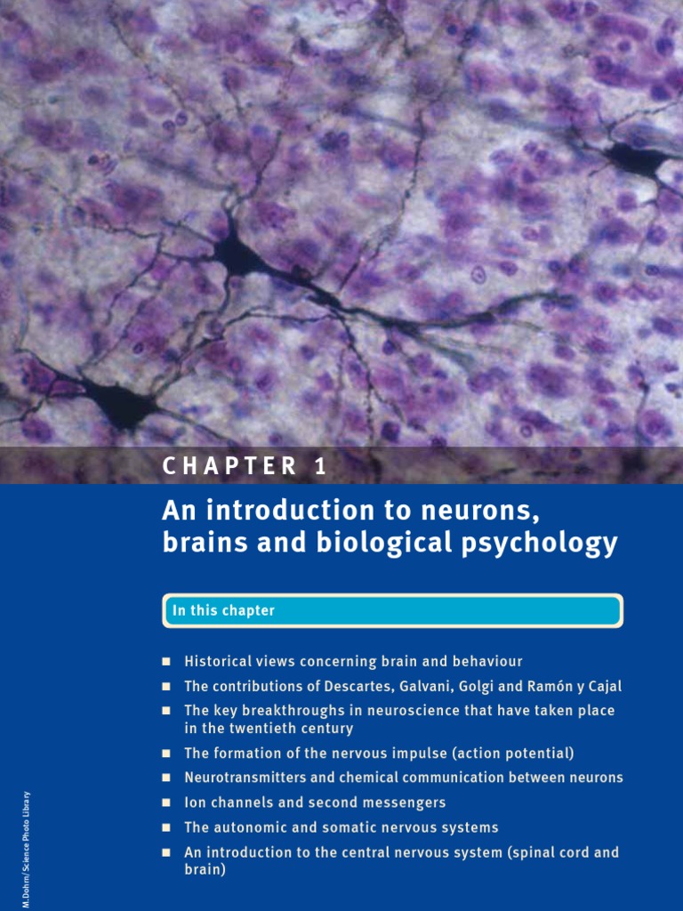 Introduction-Neurons, Brains, Biological Psychology, Chapter 1 | PDF ...