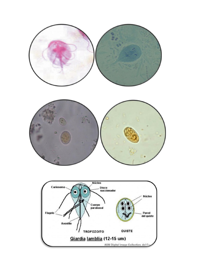 Trofozoíto De Giardia Lamblia