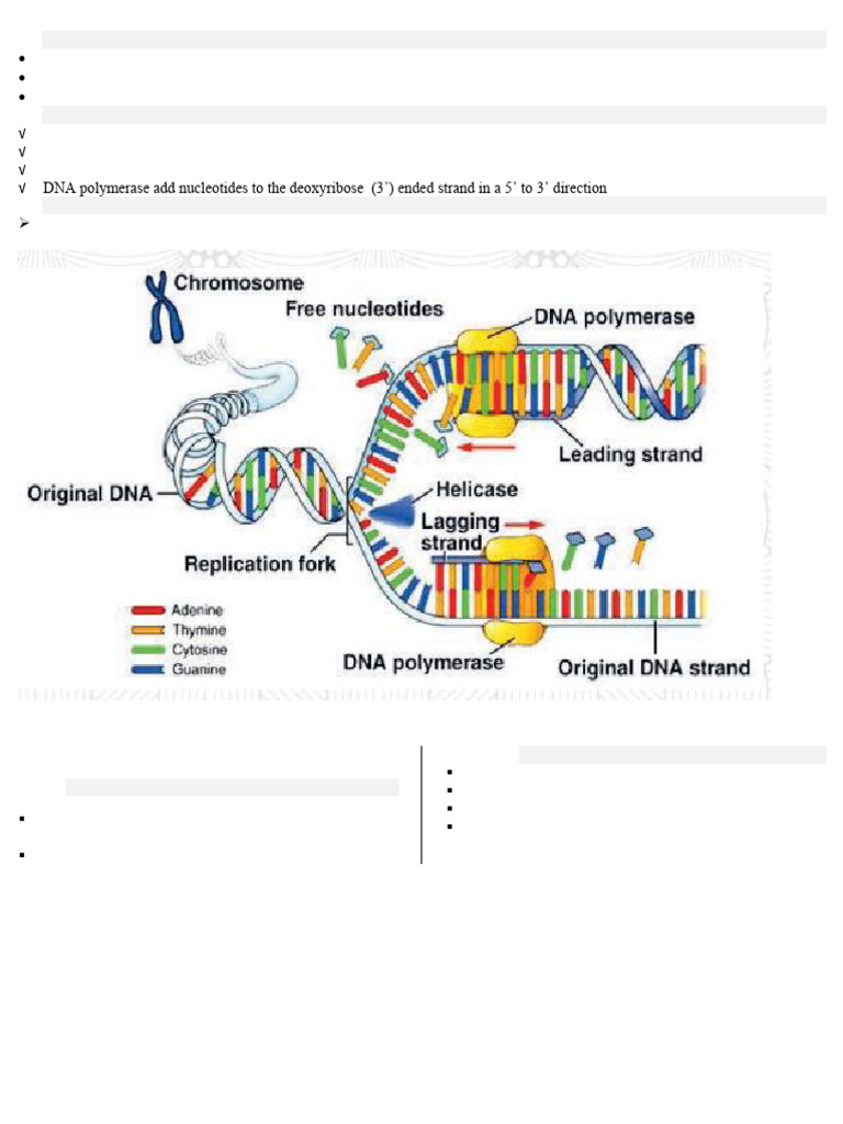 DNA Replication, Cell Division and Protein Synthesis9999999 | PDF ...