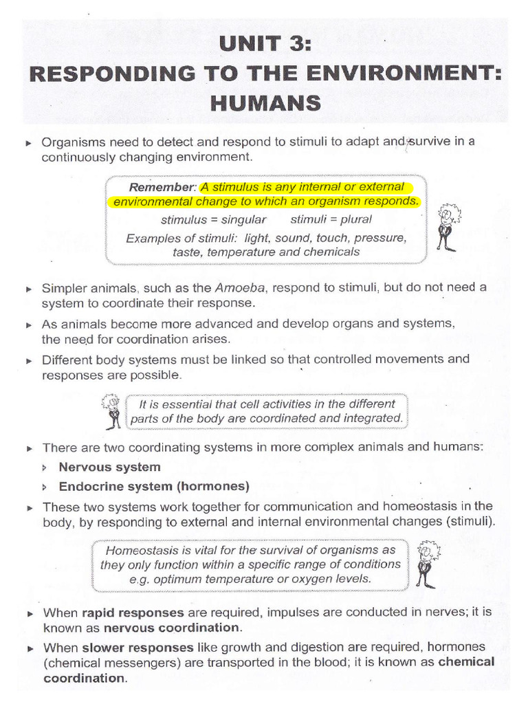 1.3 Responding to the Environment_Humans | PDF