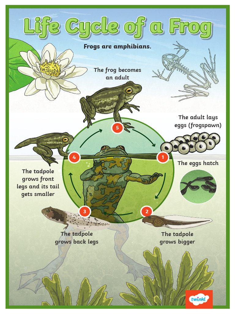 Week 4 _ Amphibian _ Life Cycle of a Frog Poster | PDF