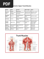 Chest Muscles Anatomy Chart | PDF