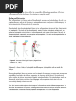 Beetroot Membrane Permeability Experiment | PDF | Cell Membrane ...