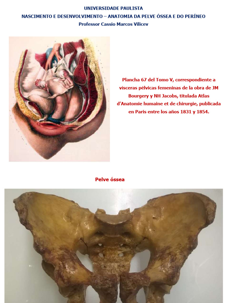 1 Anatomia da pelve e do perineo | PDF | Pélvis | Quadril