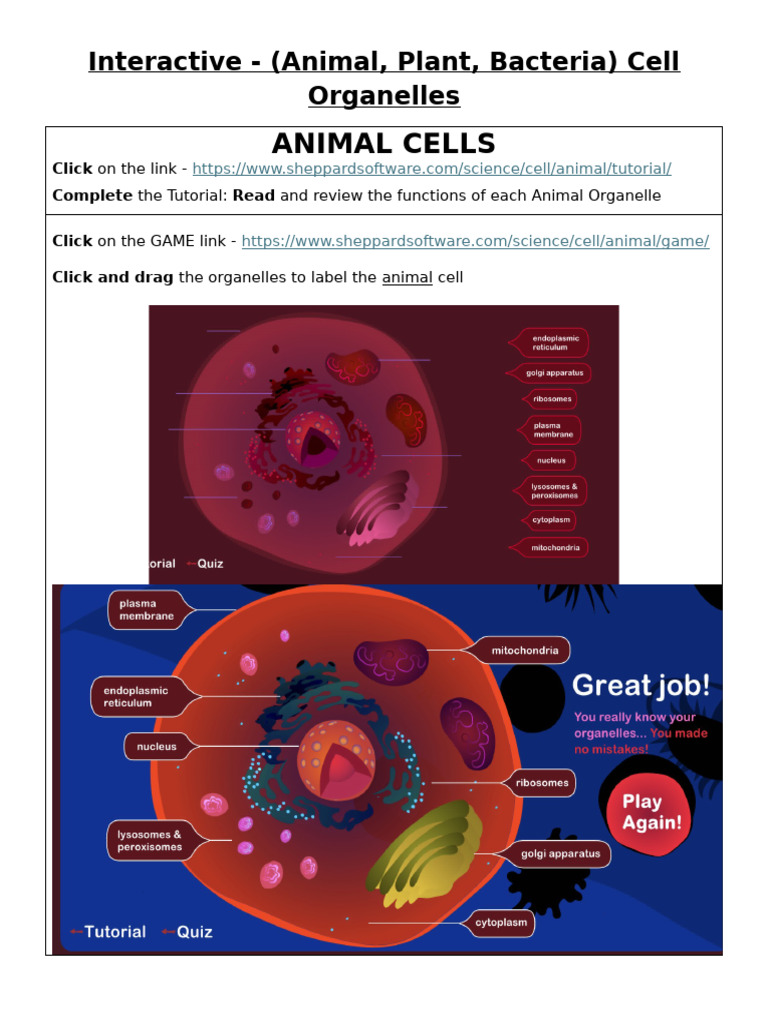 Interactive Cells Organelles Worksheet | PDF