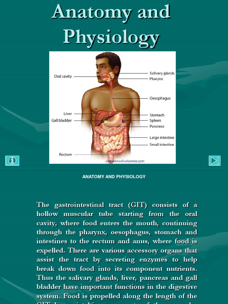 Anatomy and Physiology:gastrointestinal Tract Powerpoint Presentation ...