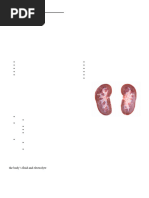 Sheep Kidney Dissection Guide | PDF