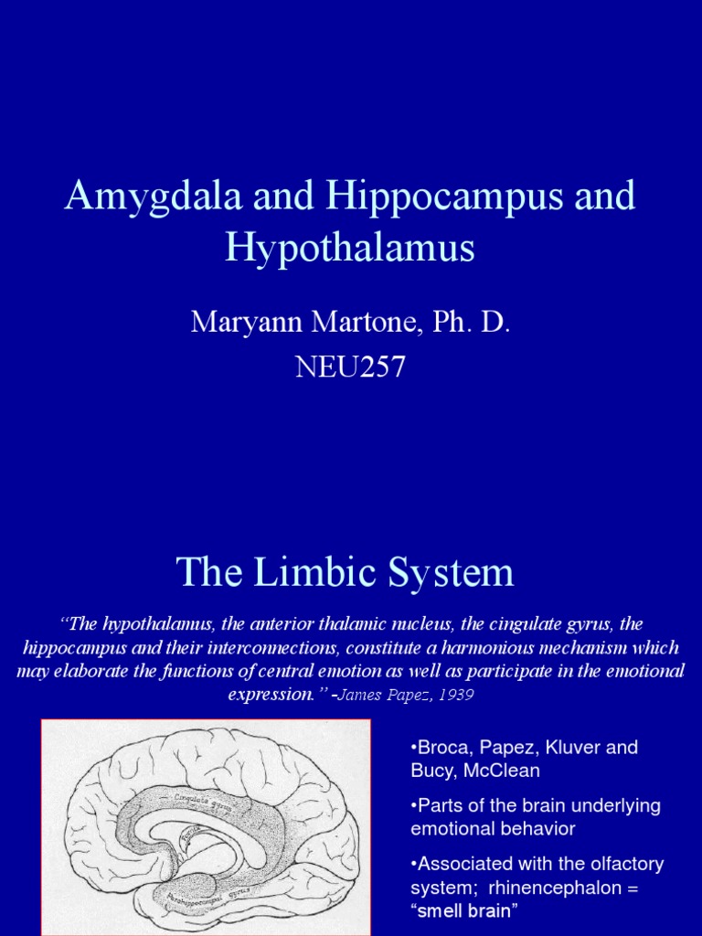 Amygdala and Hippocampus and Hypothalamus: Maryann Martone, Ph. D ...
