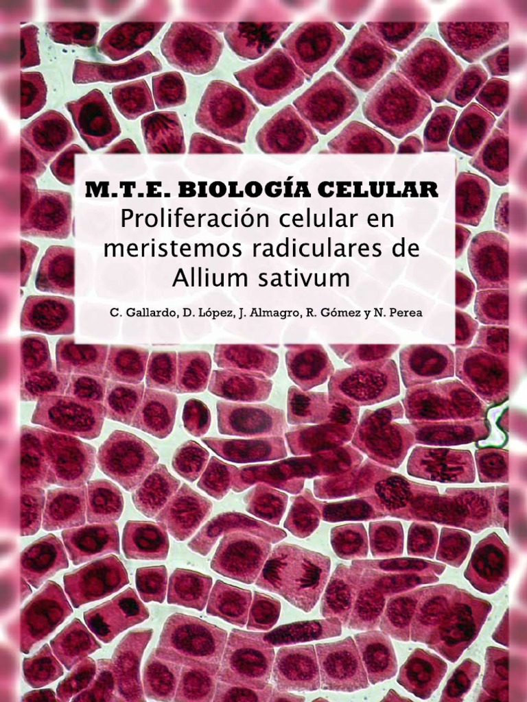 Proliferación Celular | PDF | Mitosis | Cromosoma