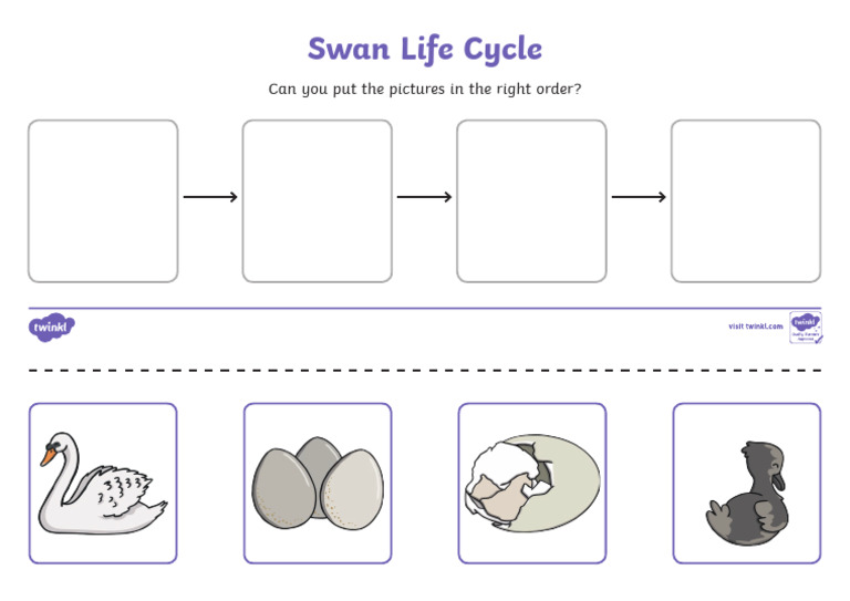 Swan Life Cycle | PDF
