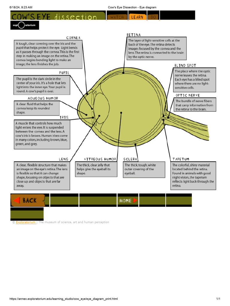 Cows Eye Dissection - Eye Diagram | PDF