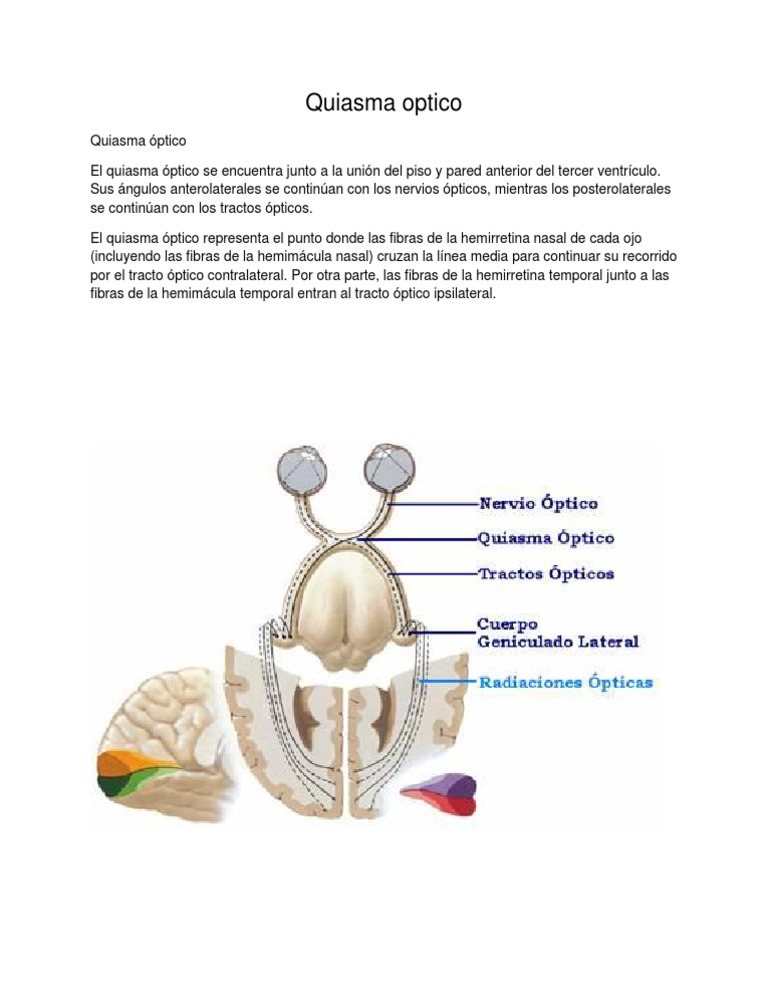 Función y ubicación del quiasma óptico | PDF