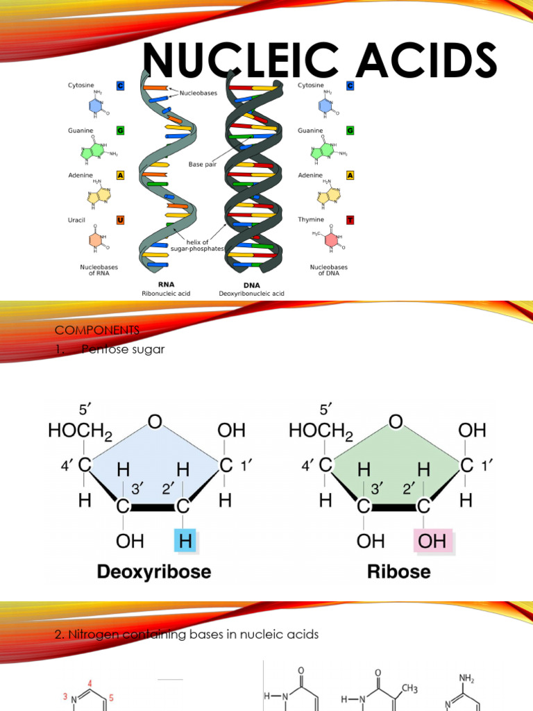Nucleic Acids | PDF | Translation (Biology) | Rna