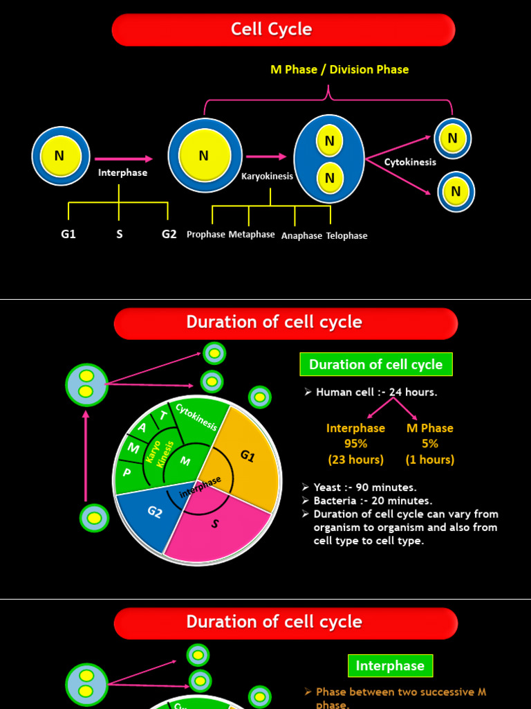 Cell Cycle Cell Division (Key Points)-Invert-Invert (1) | PDF