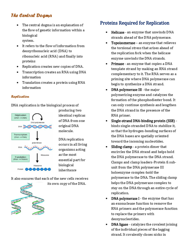 Central Dogma | PDF | Translation (Biology) | Dna Replication