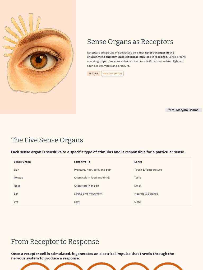 Sense-Organs-as-Receptors_Part2 | PDF | Senses | Eye