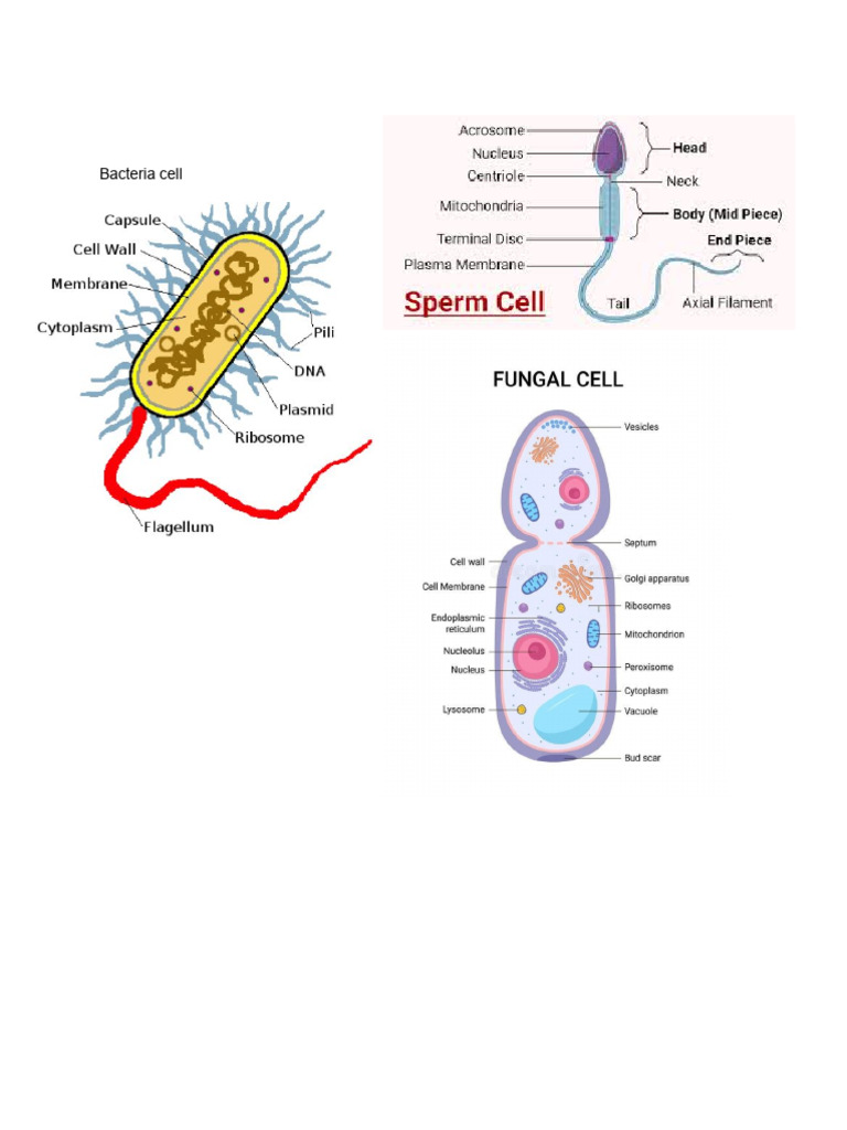 Specialized Cell Pictures | PDF