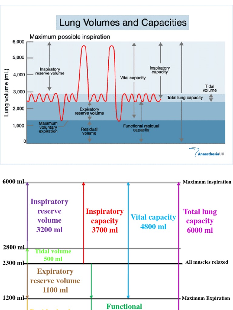 Lung Volumes and Capacities Overview | PDF | Exhalation | Breathing