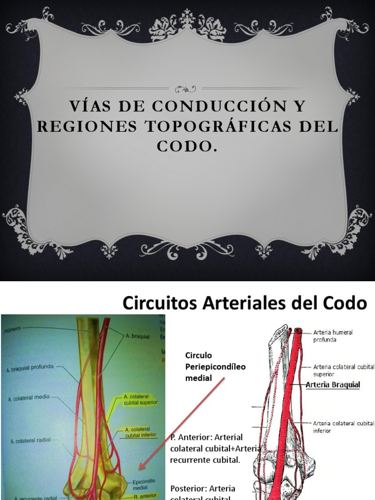 Vías de Conducción y Regiones Topográficas Del Codo | PDF | Codo ...