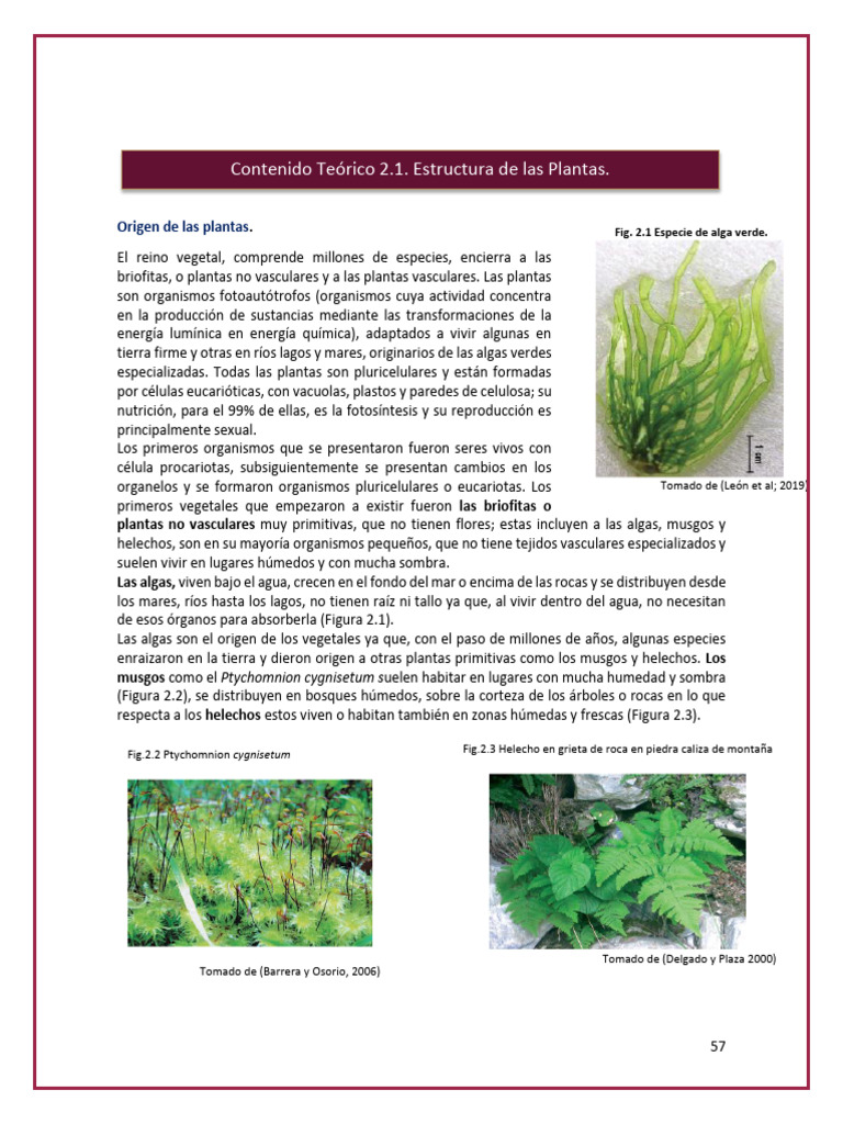 Estructura Funcional de Las Plantas | PDF | Raíz | Plantas