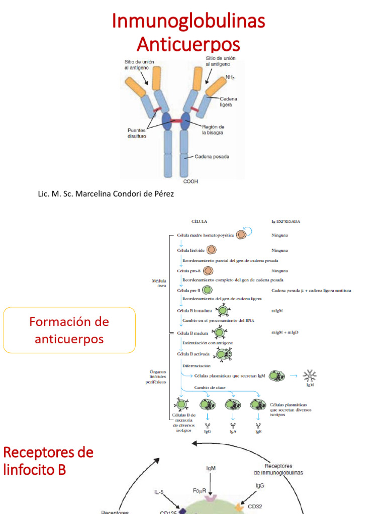 Inmunoglobulinas Pdf