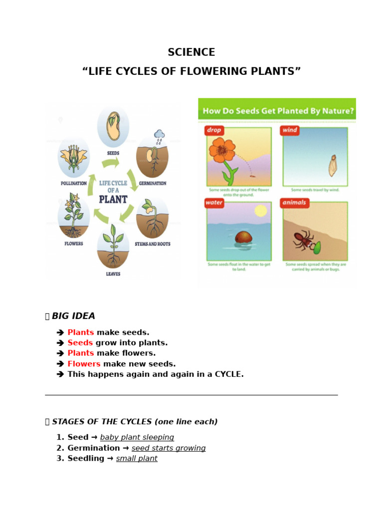 Science g5 Unit 1 - The Life Cycles of Flowering Plants | PDF