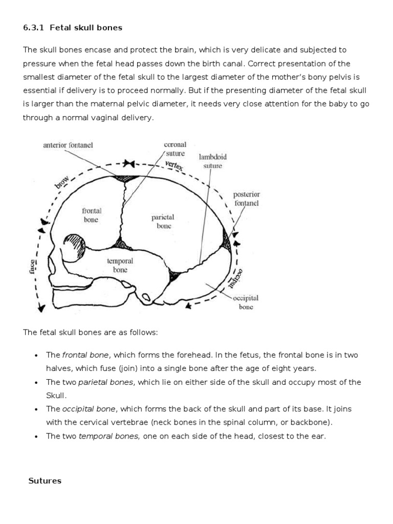 Fetal Skull | PDF | Skull | Skeletal System