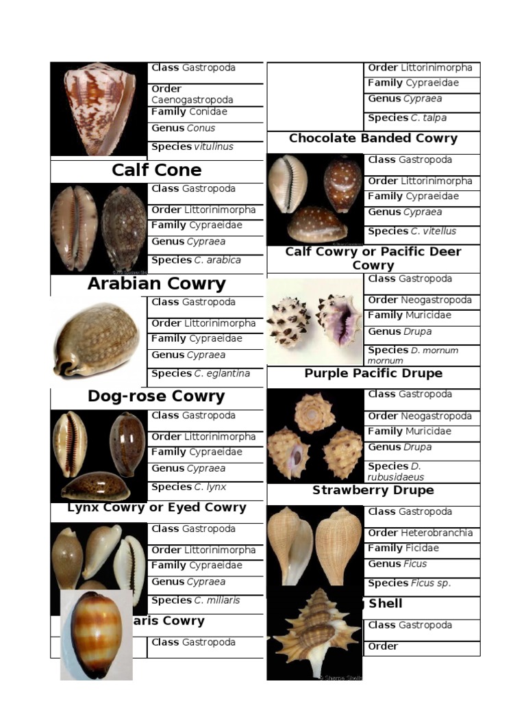 Mollusca Worksheet Part 2 | PDF | Bivalvia | Mollusca