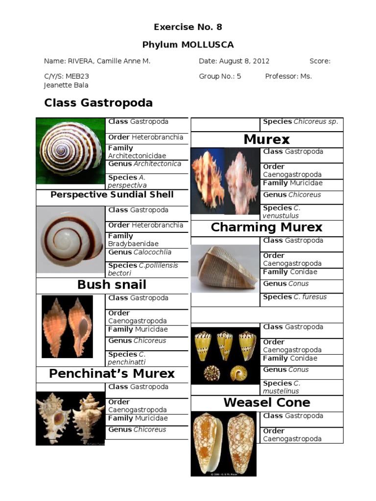 Mollusca Worksheet Part 1 | PDF