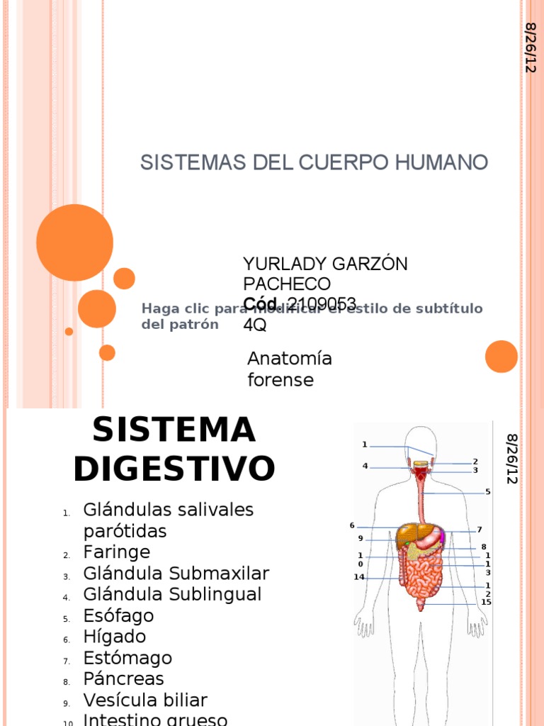 Sistemas Del Cuerpo Humano | PDF | Estómago | Intestino grueso