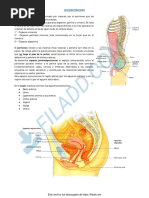 Partes de la Salpinge y Anatomía Asociada | PDF | Ovario | Pelvis