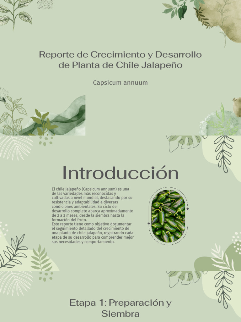 Reporte de Crecimiento de Jalapeño Capsicum Annuum_20260505_144408_0000 ...