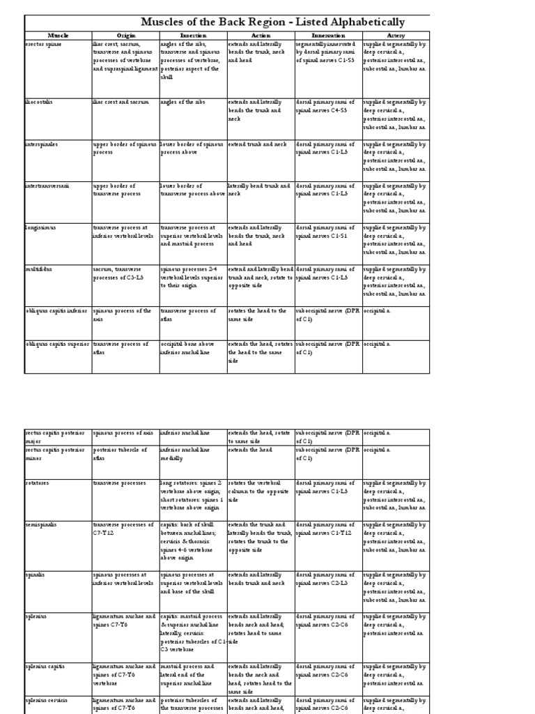 Gross Anatomy Cheatsheet | PDF | Thumb | Vertebra