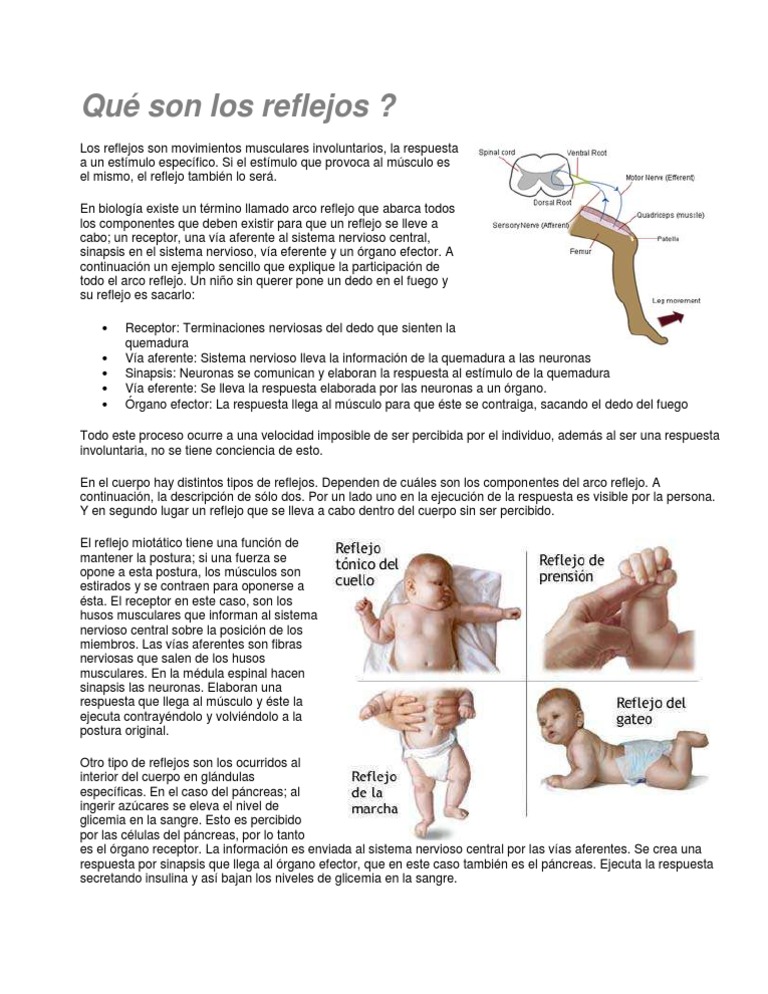 Tipos y características de los reflejos | PDF | Relaciones personales ...