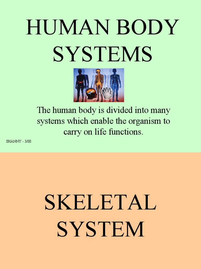 Human Body Systems: The Human Body Is Divided Into Many Systems Which ...